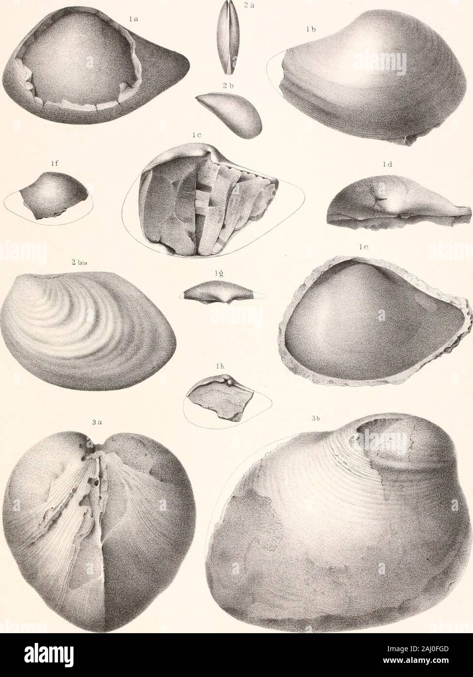 Report of the United States Geological Survey of the territories . is ...