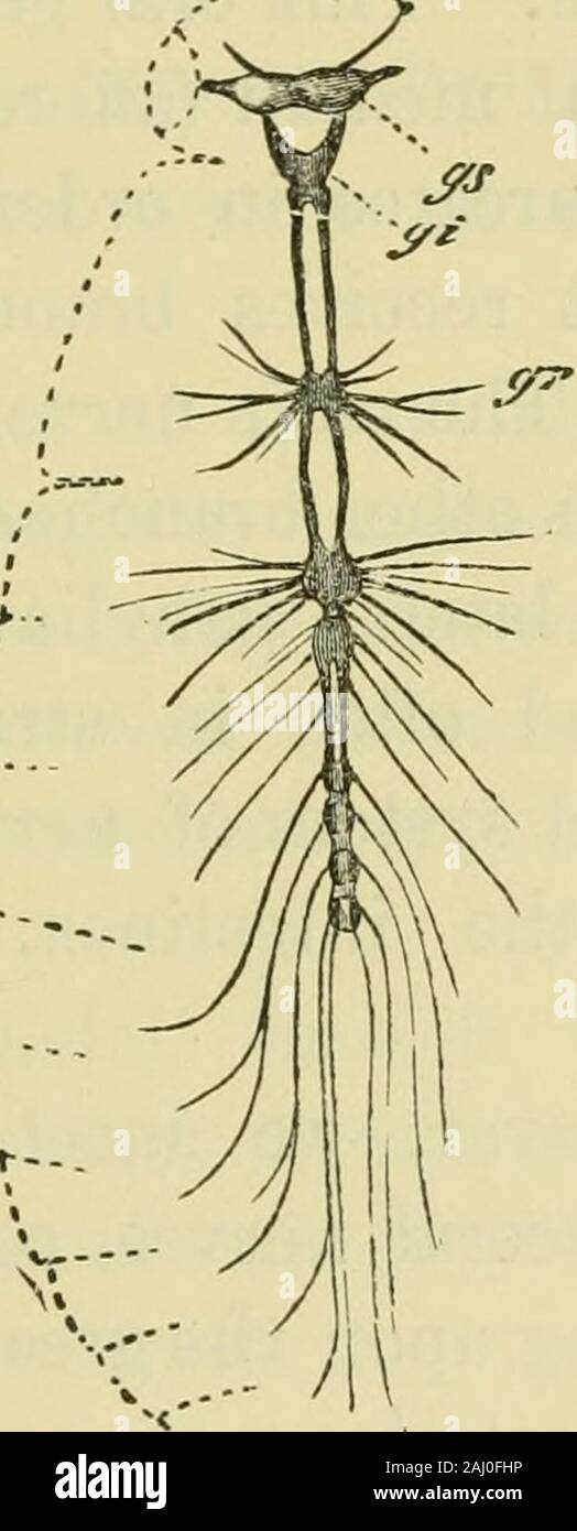 The brain as an organ of mind . >^^ Fig. 43.—Nervous System of a White ...