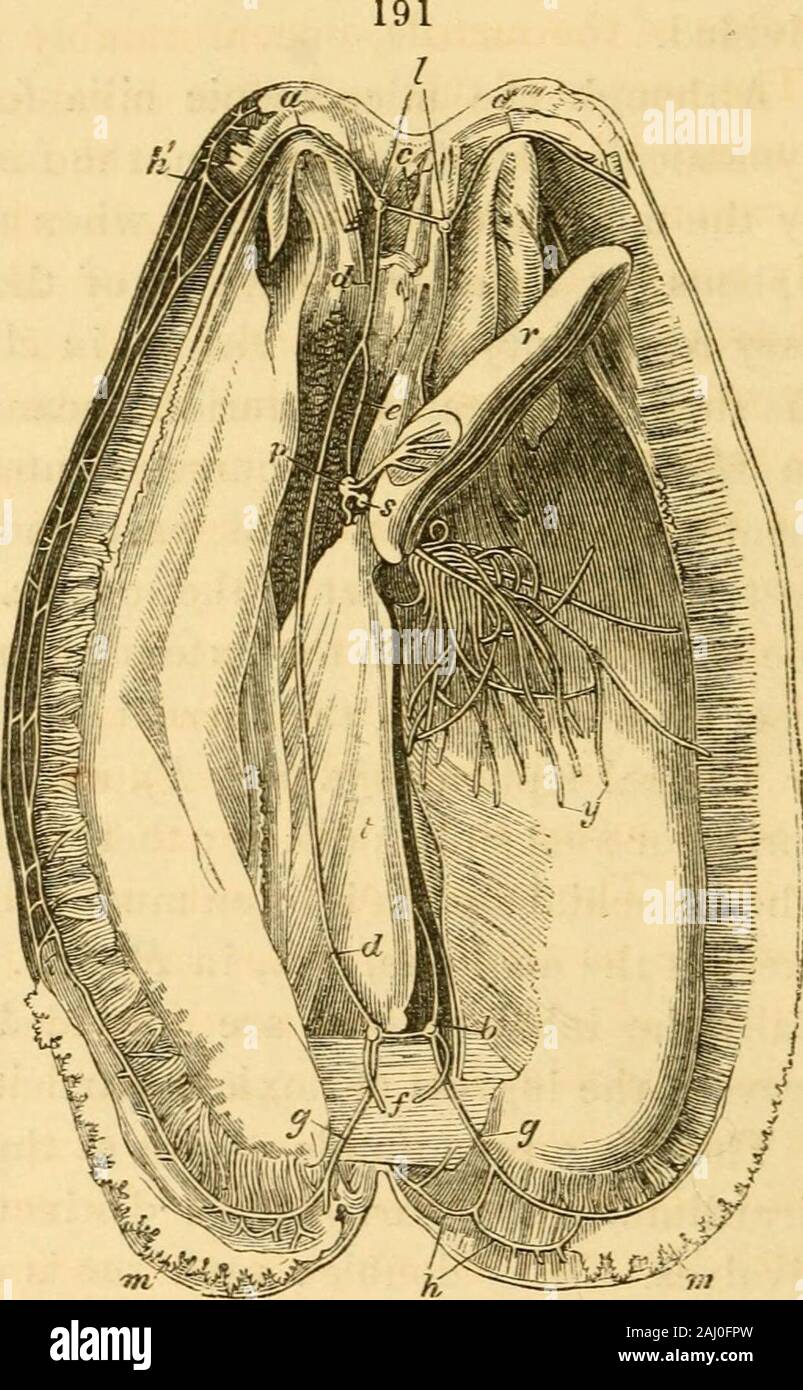 Lectures on the comparative anatomy and physiology of the invertebrate ...