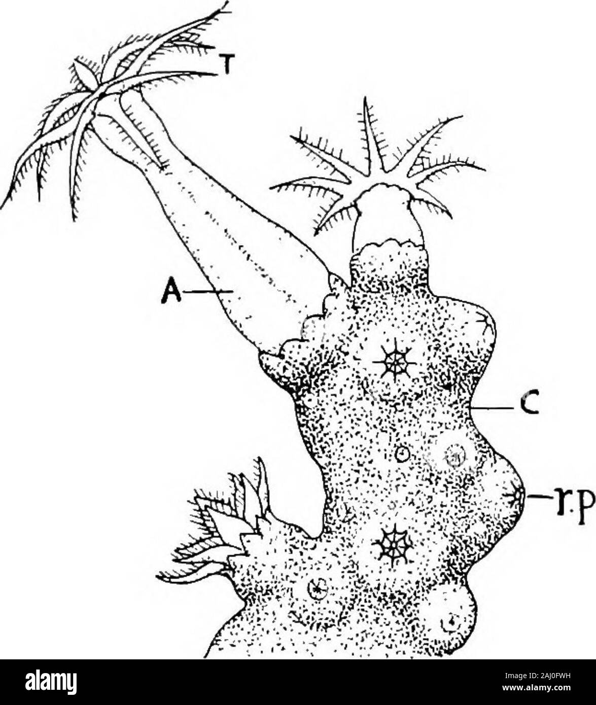 Sulcar hi-res stock photography and images - Alamy