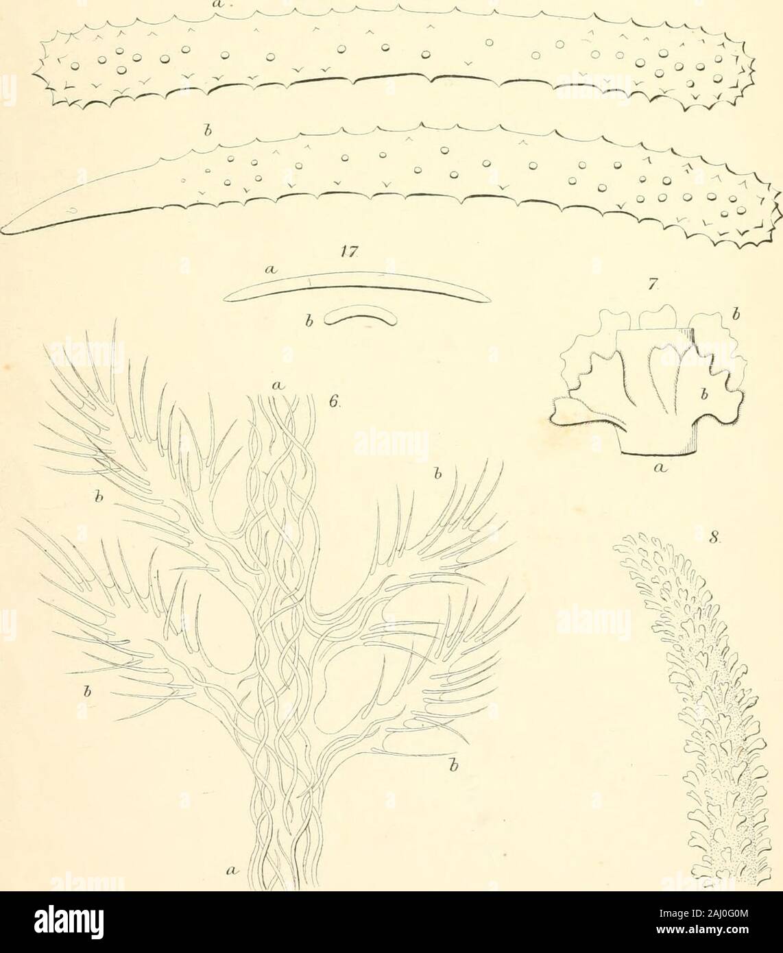 Csel hi-res stock photography and images - Alamy