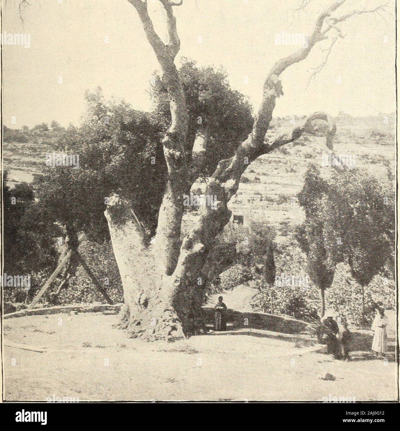 Rambles in Bible lands . orthernpart of this Negeb we have the country ...