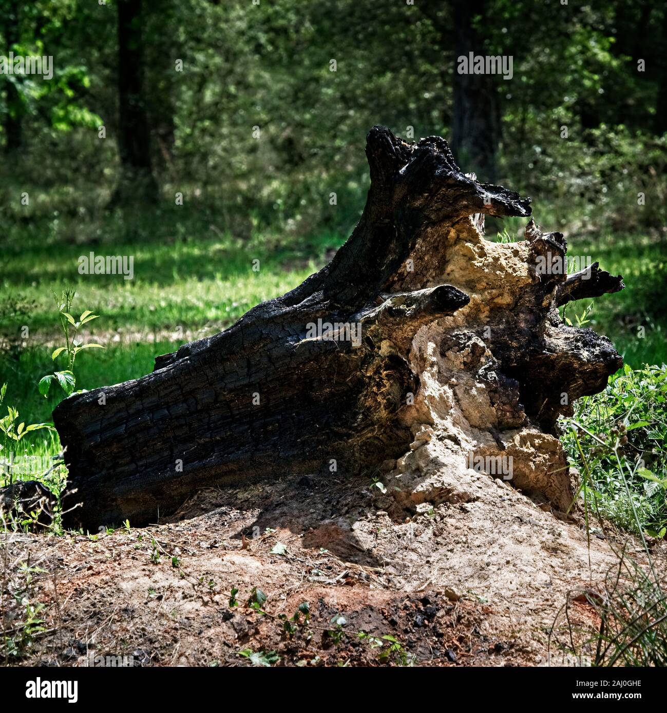 Destruction forest hi-res stock photography and images - Alamy