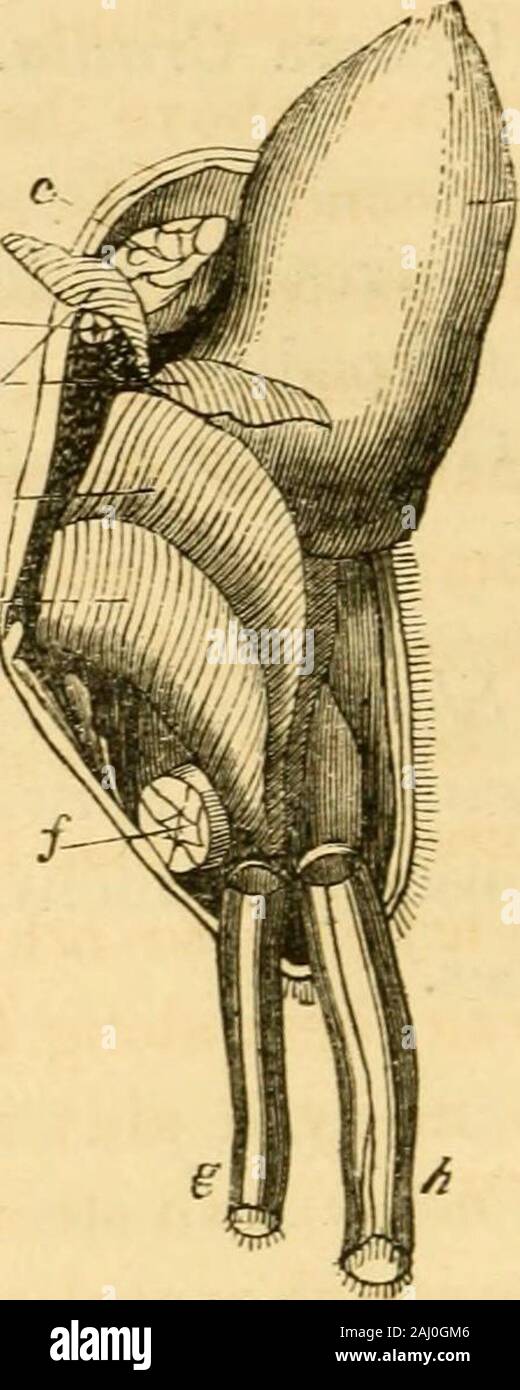 Inferior labial hi-res stock photography and images - Alamy