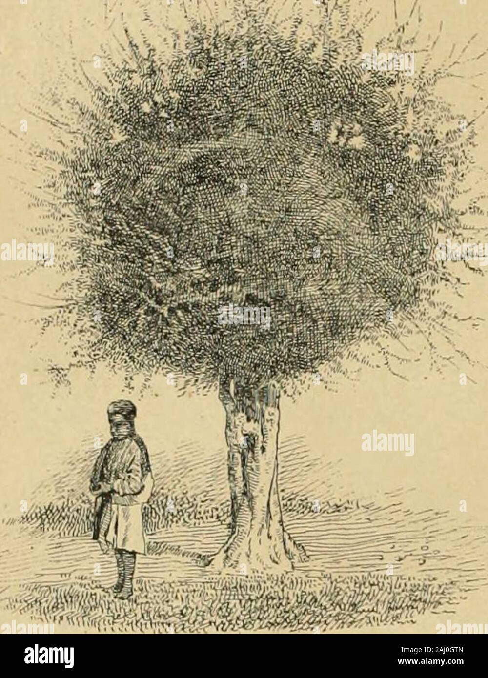 Hyrcan de jérusalem hi-res stock photography and images - Alamy