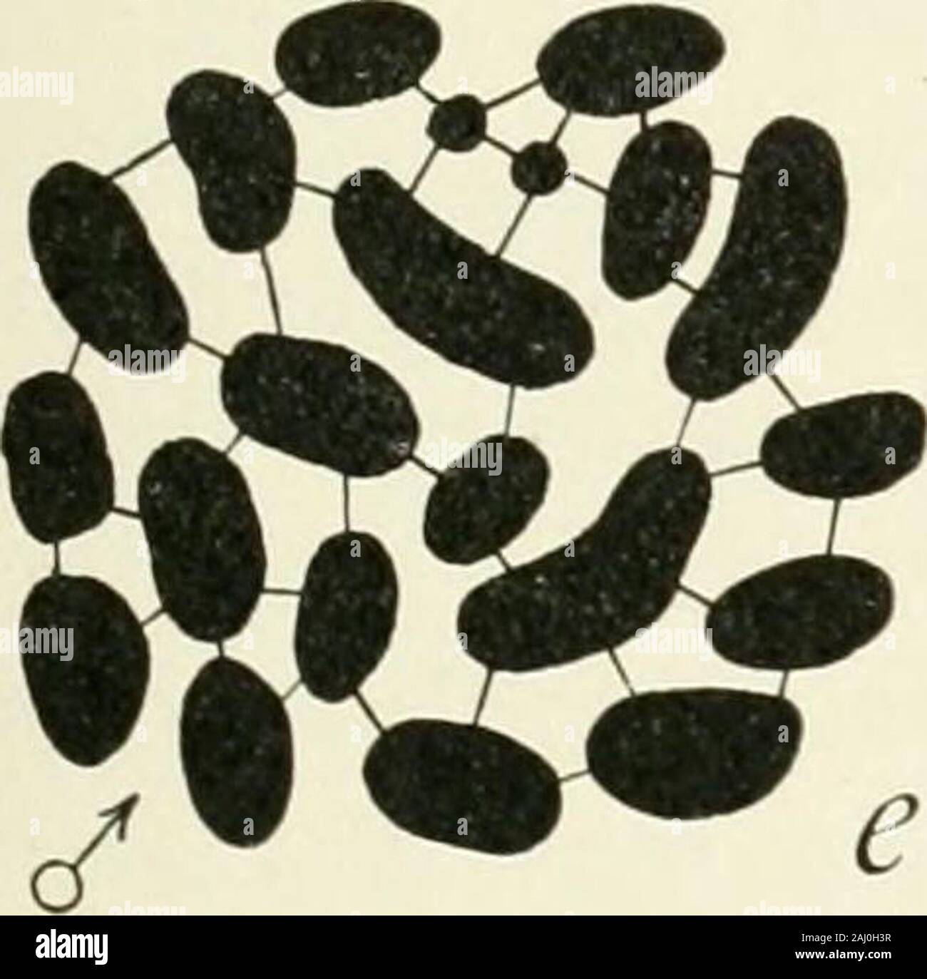 Heterotropic hi-res stock photography and images - Alamy