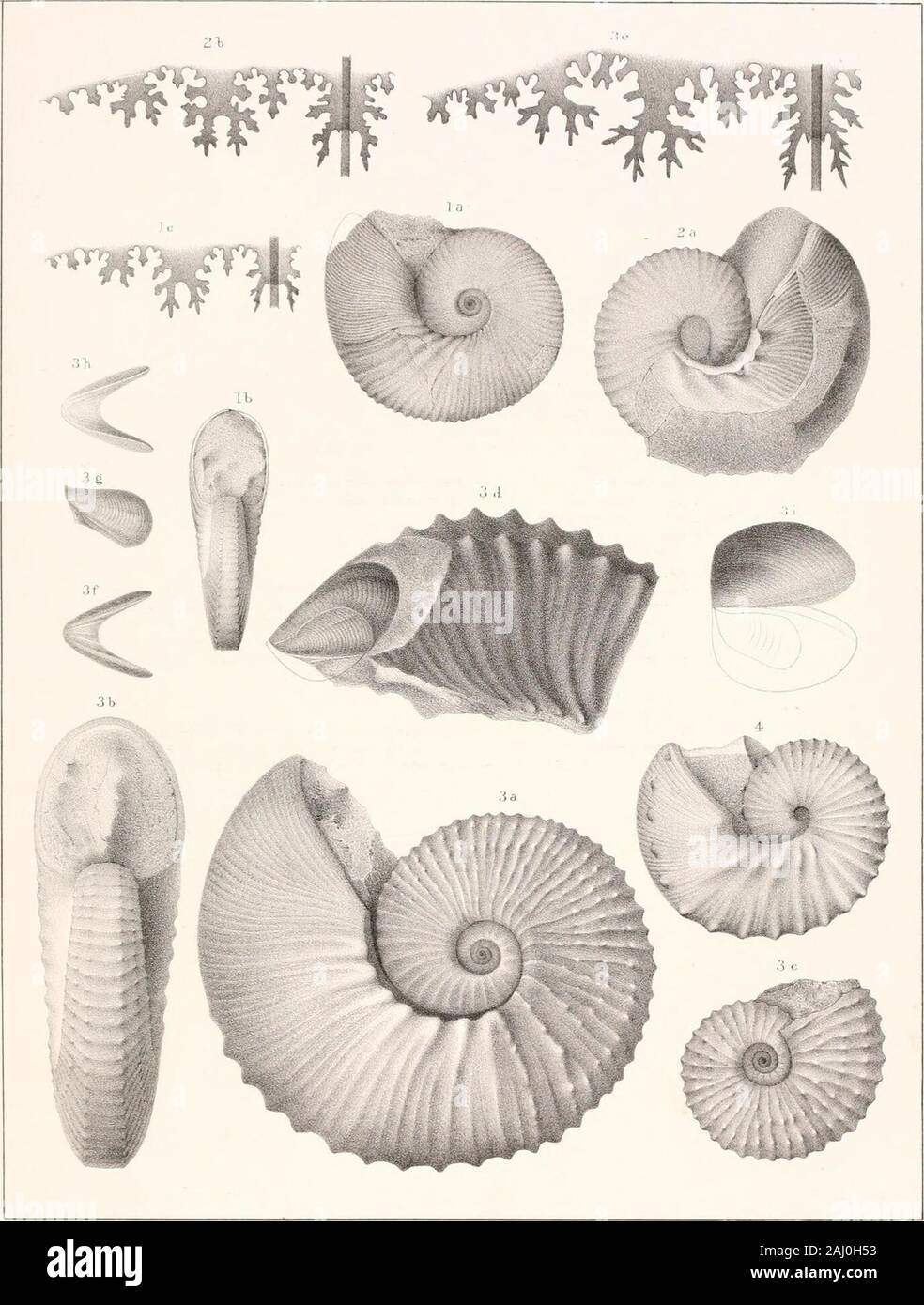 Scaphites hi-res stock photography and images - Alamy