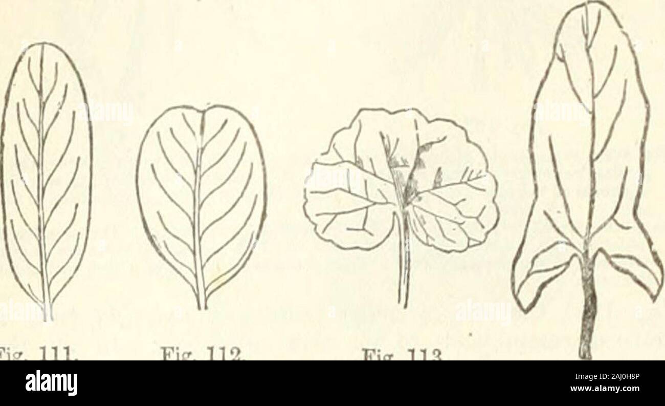 Awl weed hi-res stock photography and images - Alamy