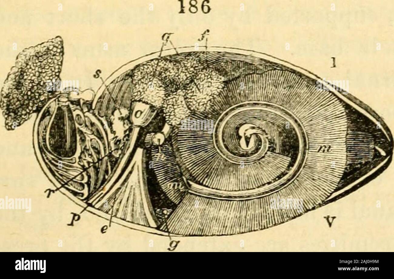 Flatter shell hi-res stock photography and images - Alamy