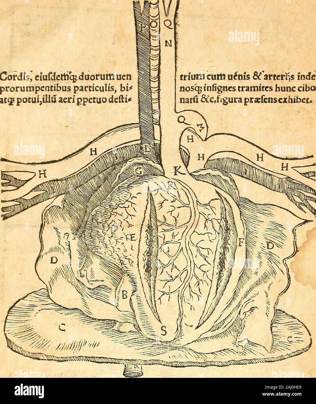 Hunc hi-res stock photography and images - Alamy