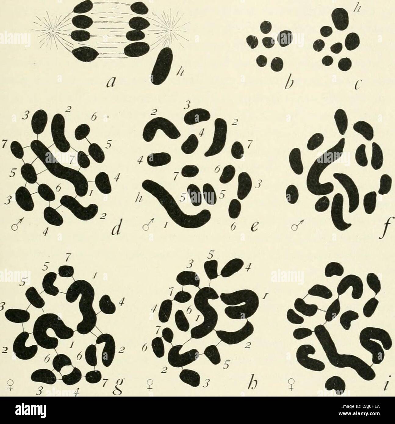 Oogonia cells hi-res stock photography and images - Alamy