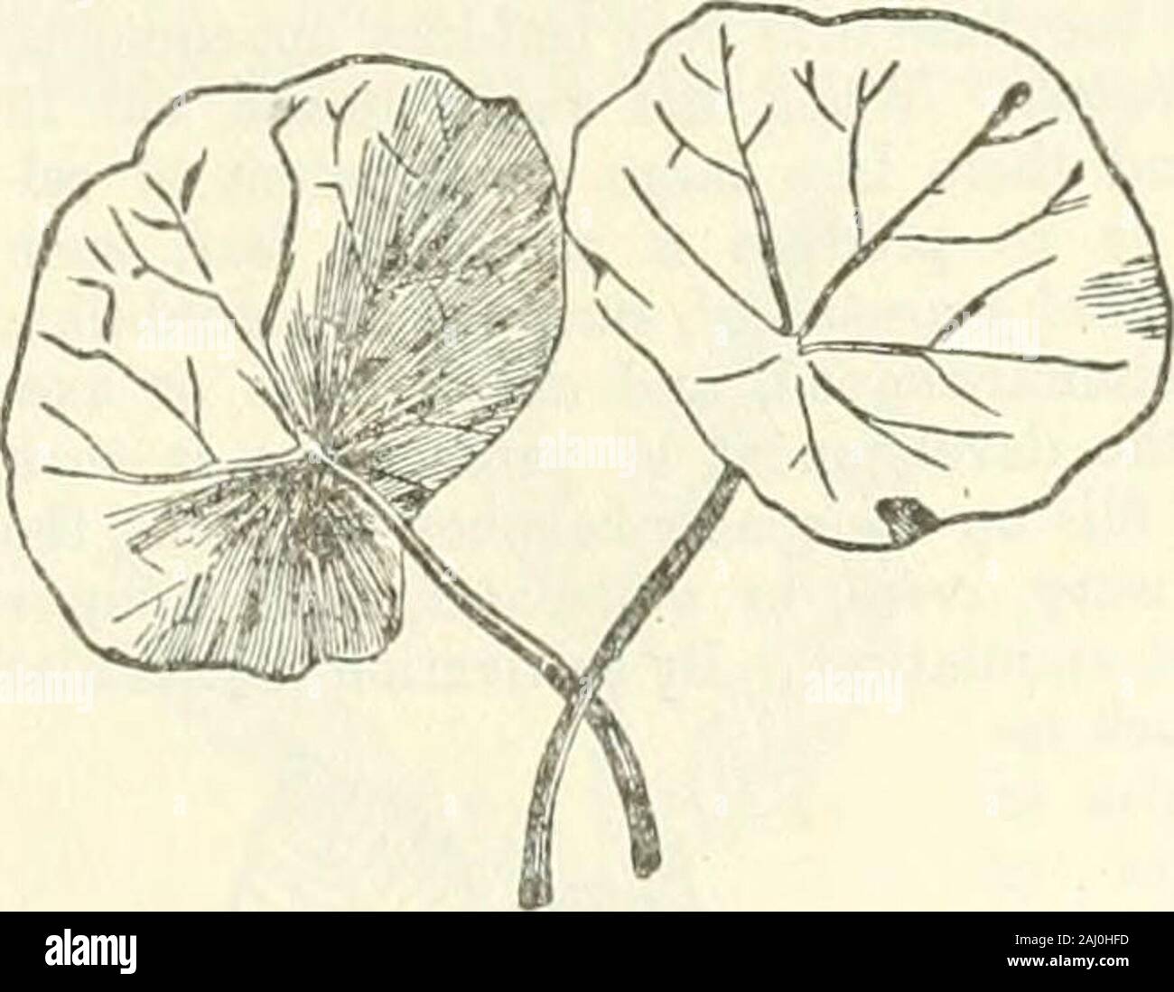 Palmately cleft leaves hi-res stock photography and images - Alamy