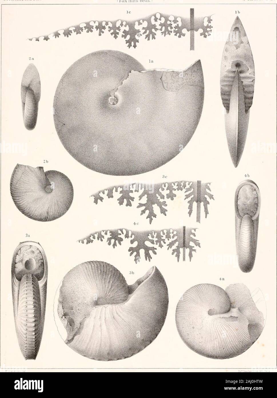 Scaphites hi-res stock photography and images - Alamy