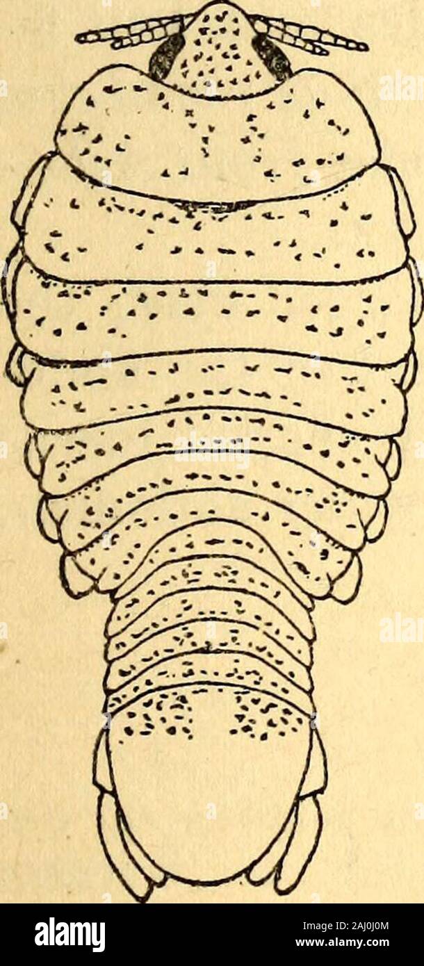 Marine isopods collected in the Philippines by the U.S fisheries ...