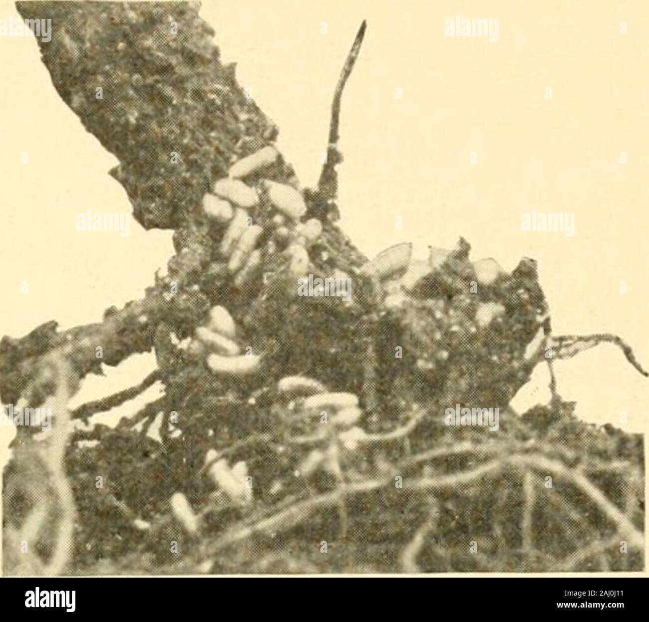 Infested with maggots hi-res stock photography and images - Alamy