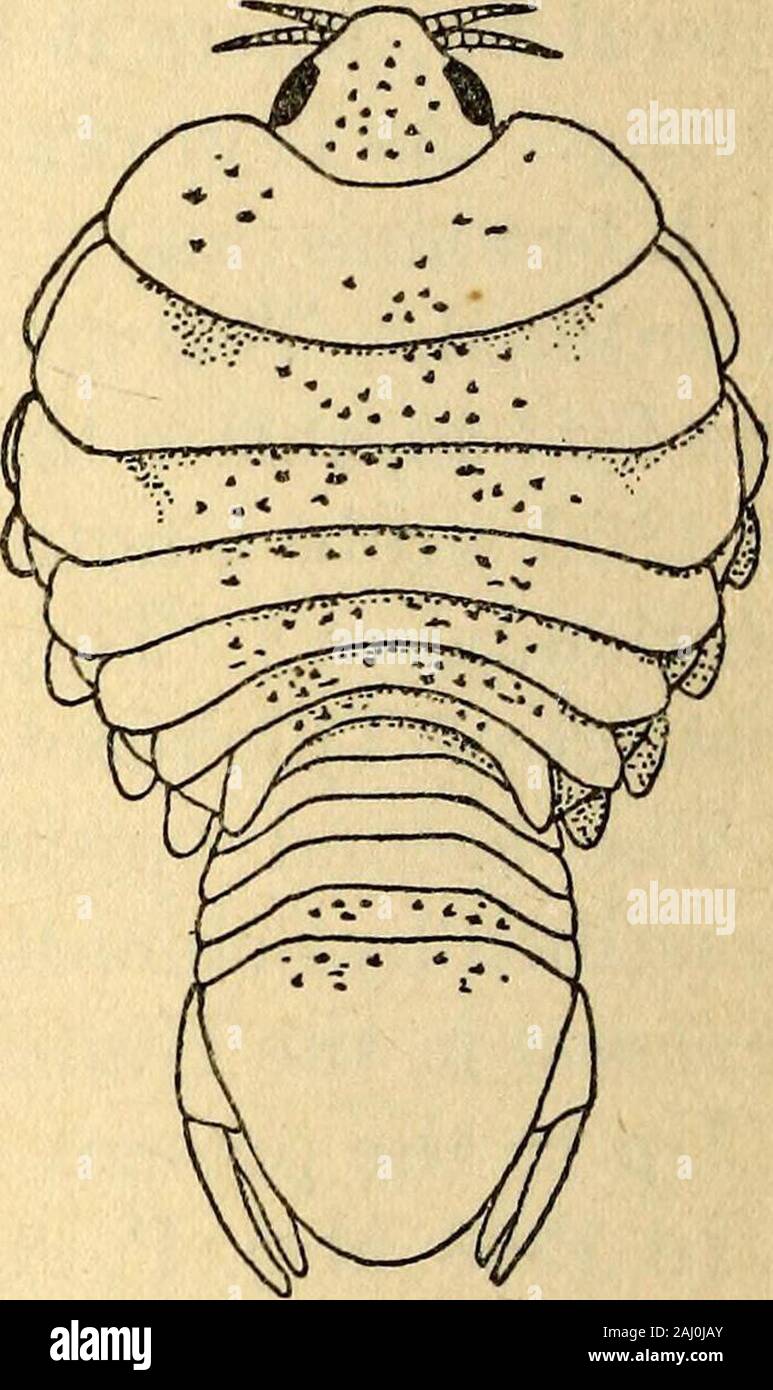 Marine isopods collected in the Philippines by the U.S fisheries ...