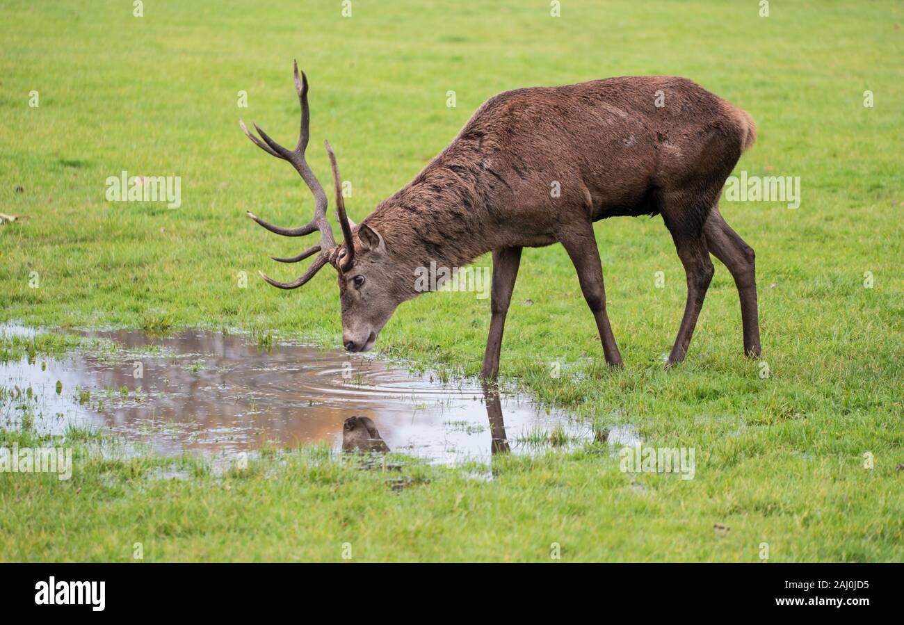 Water stag hi-res stock photography and images - Alamy