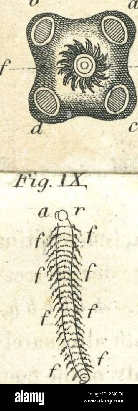 Verminous hi-res stock photography and images - Alamy