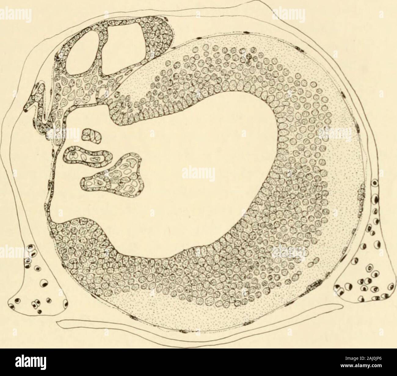 Neural foramen hi-res stock photography and images - Alamy