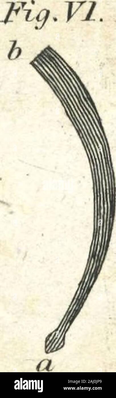 Booksubjecthelminths hi-res stock photography and images - Alamy