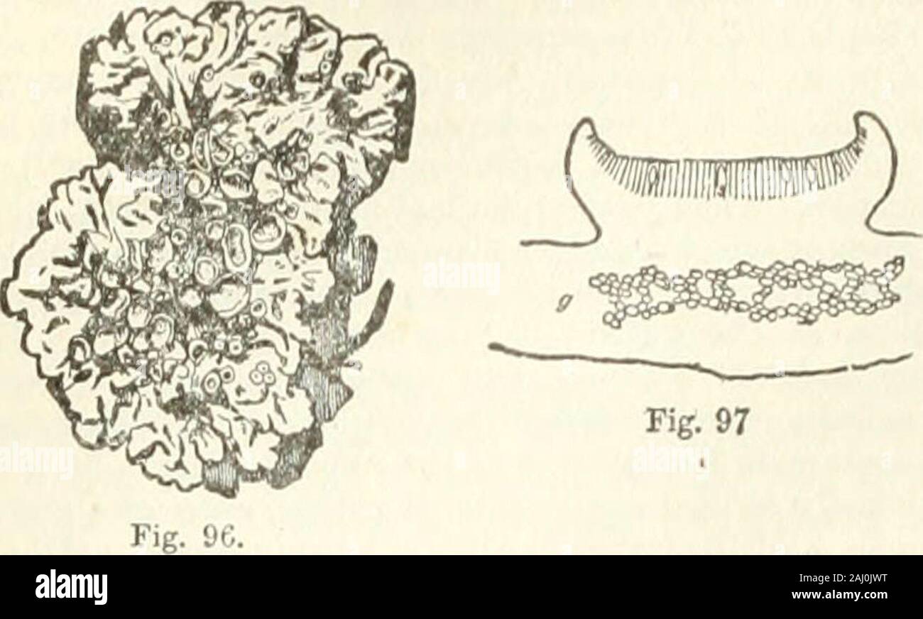 Rhizoids hi-res stock photography and images - Alamy