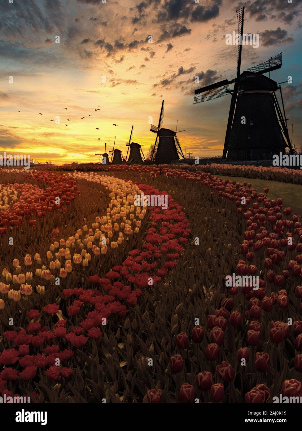 Colorful Dutch tulip farm nested to a majestic windmill under a sunny ...