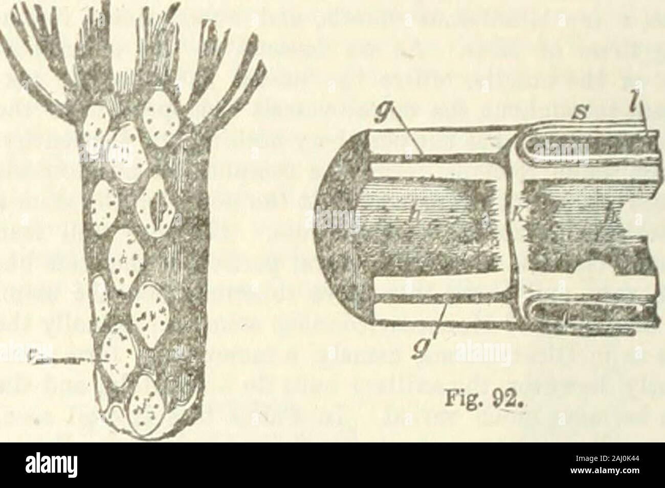 Phloem sieve cells hi-res stock photography and images - Alamy