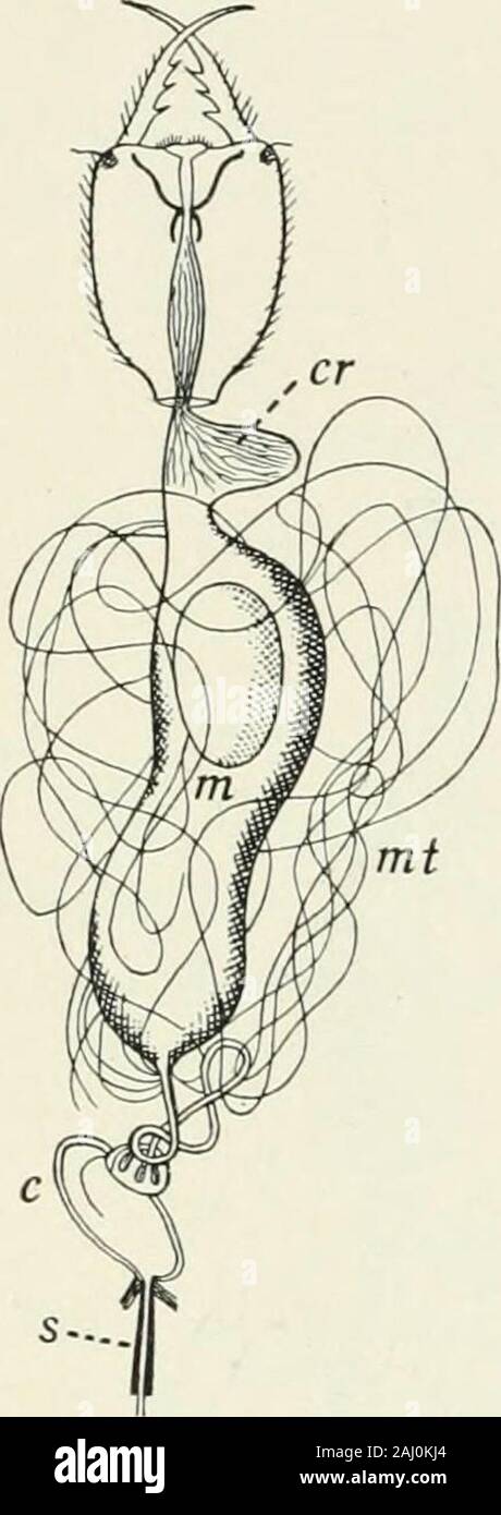 Ventriculus hi-res stock photography and images - Alamy