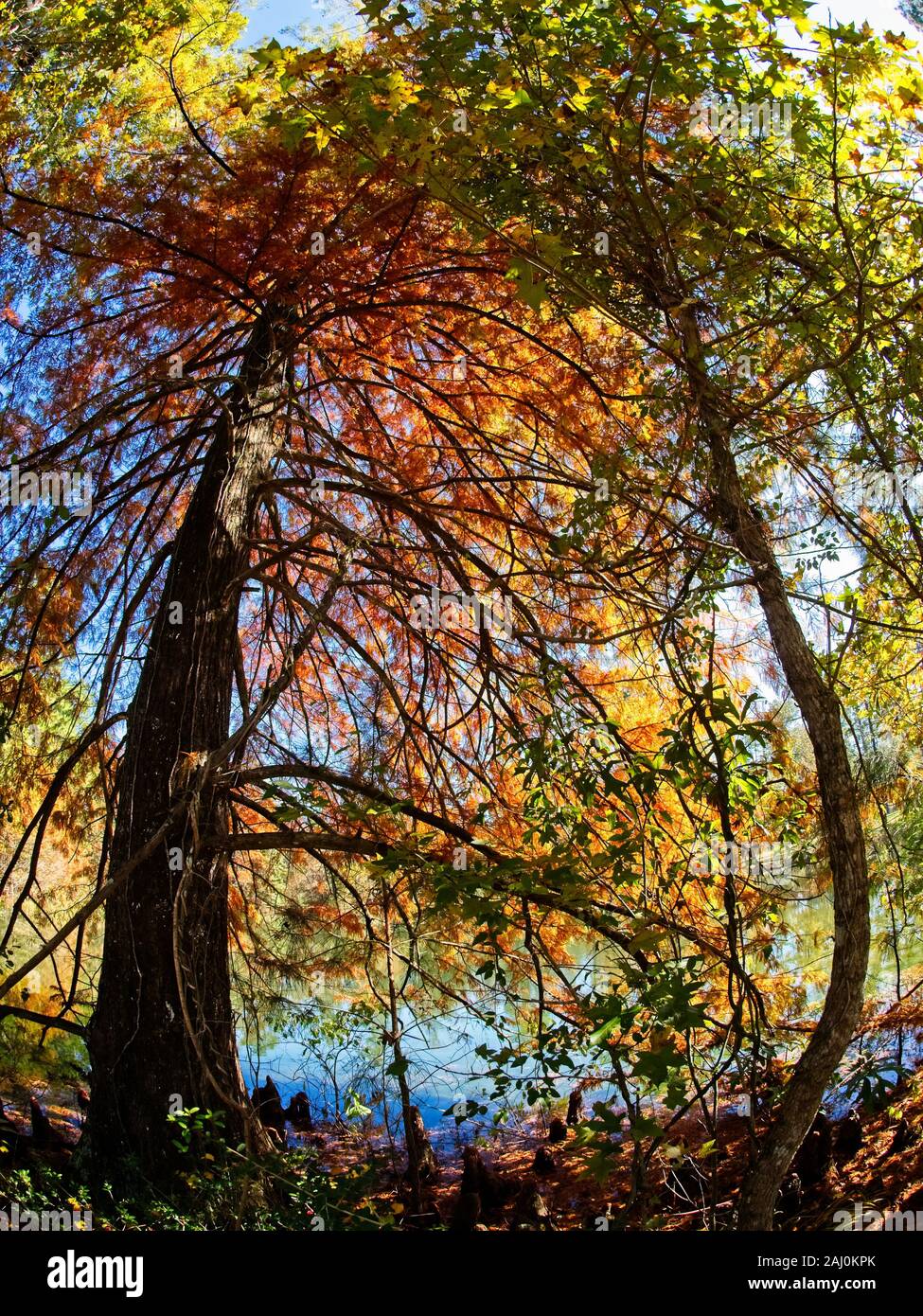 Conroe lake hi-res stock photography and images - Alamy