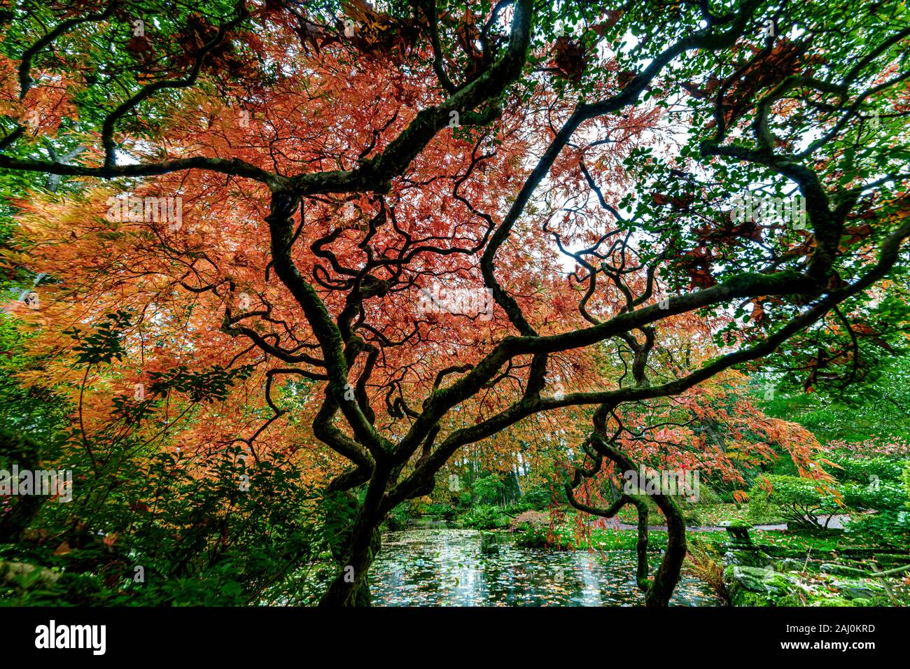 Red bench japanese garden hi-res stock photography and images - Alamy