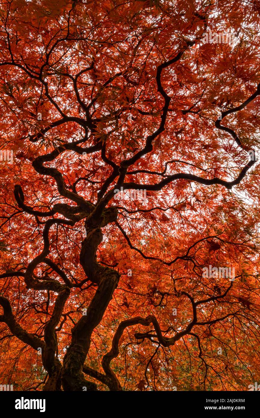 Red bench japanese garden hi-res stock photography and images - Alamy