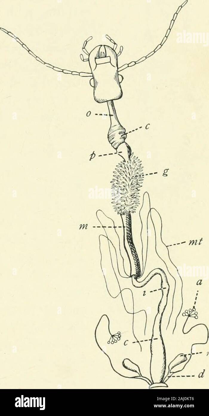 Mesenteron hi-res stock photography and images - Alamy
