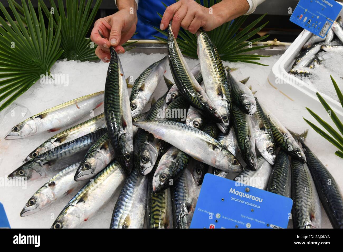 Mackerels on a fishmonger's stall Stock Photo - Alamy