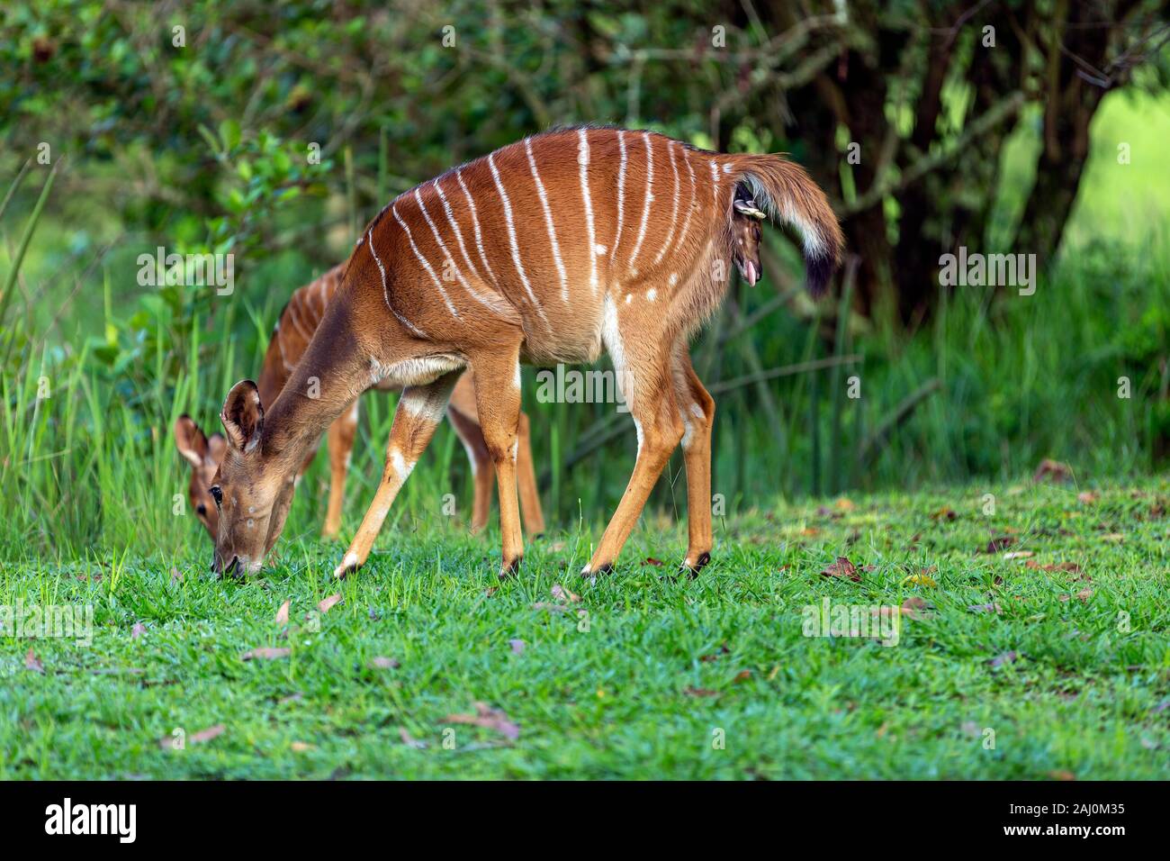 Bushbuck Ewe with Dead Foal that died during Birth in the Milwane ...