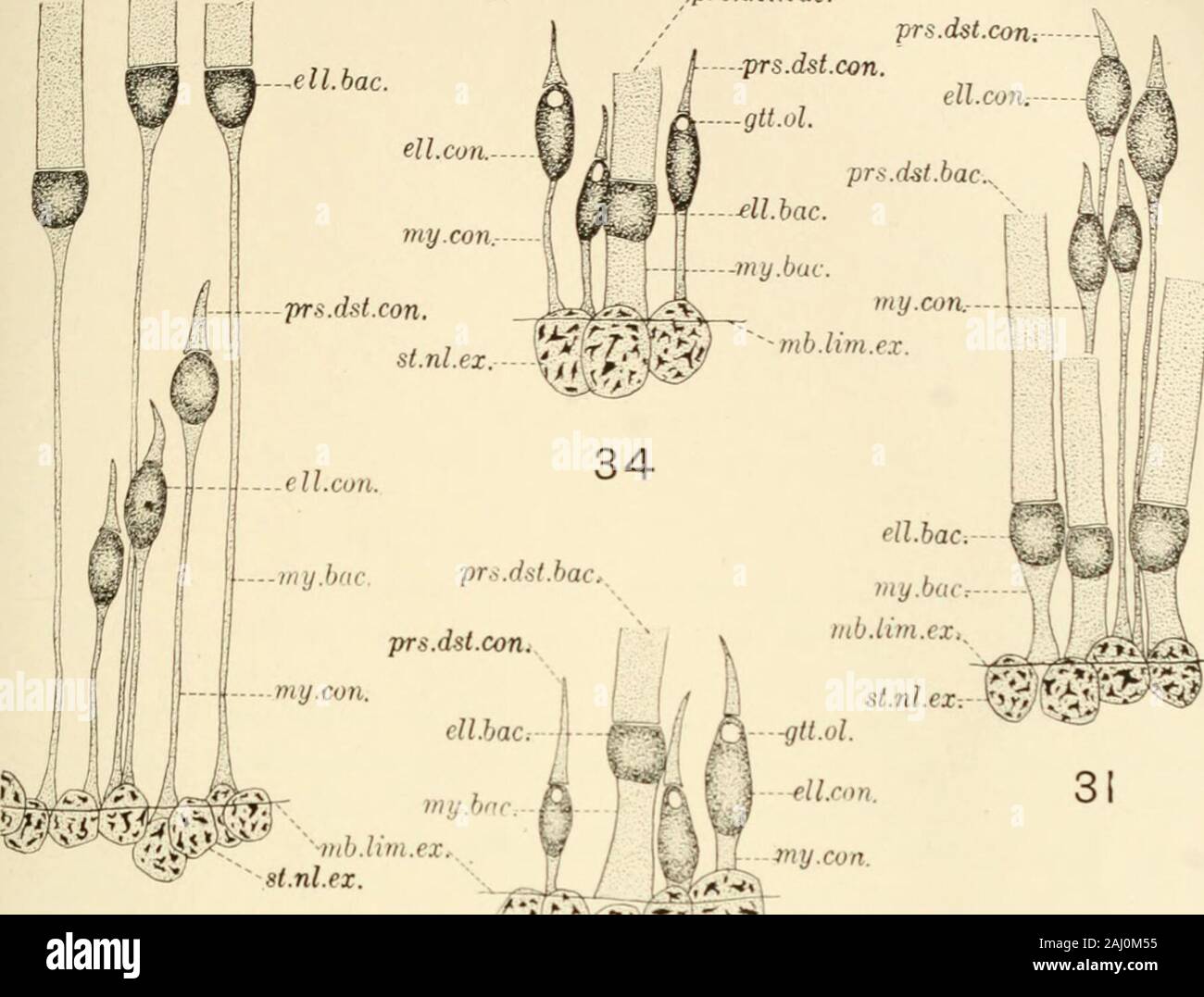 Rod and cone cells hi-res stock photography and images - Alamy