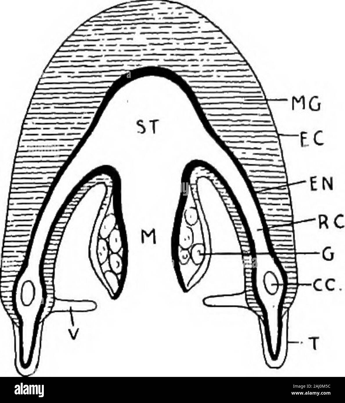 Manubrium Black and White Stock Photos & Images - Alamy