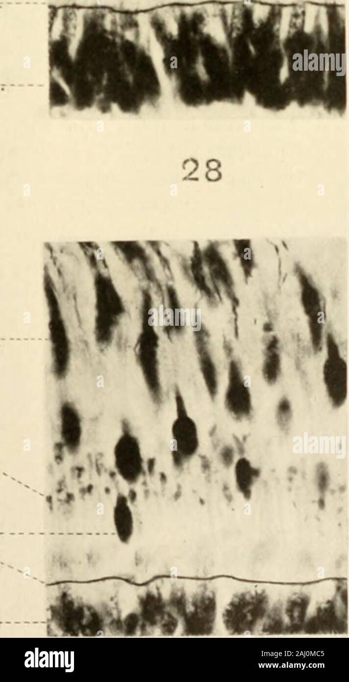 Rod and cone cells hi-res stock photography and images - Alamy