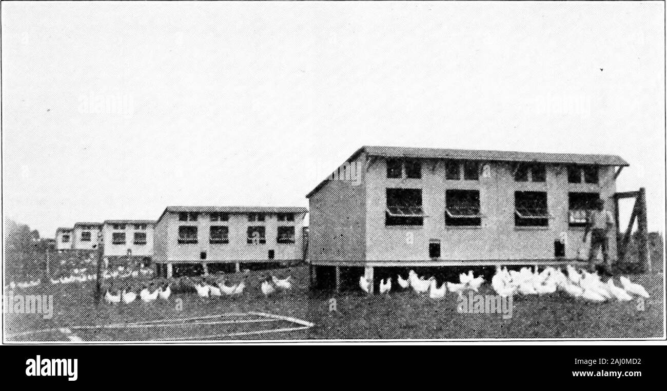 Poultryindustry hi-res stock photography and images - Alamy