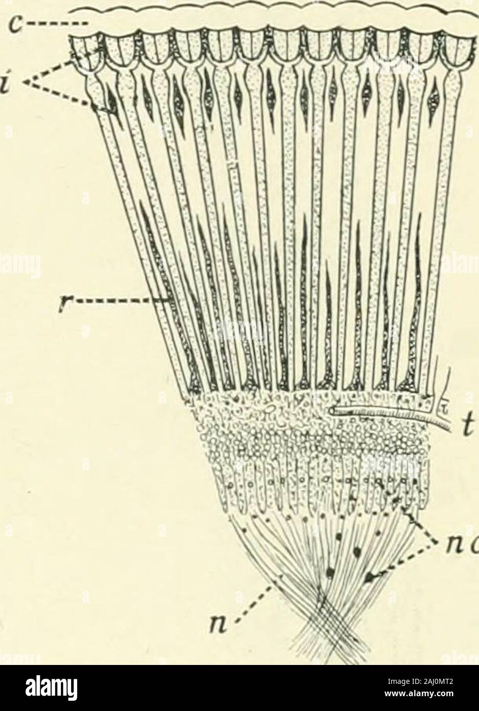 Longitudinal cones hi-res stock photography and images - Alamy