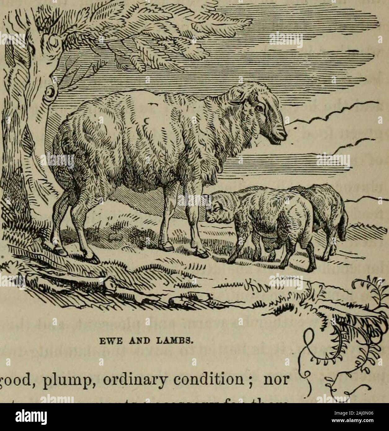 Pre lambing hi-res stock photography and images - Alamy