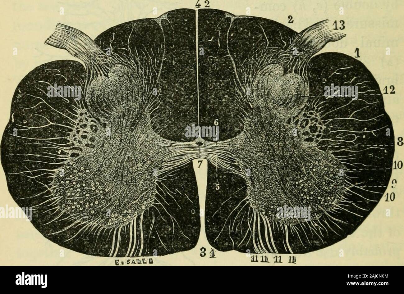 Ganglion grasshopper hi-res stock photography and images - Alamy