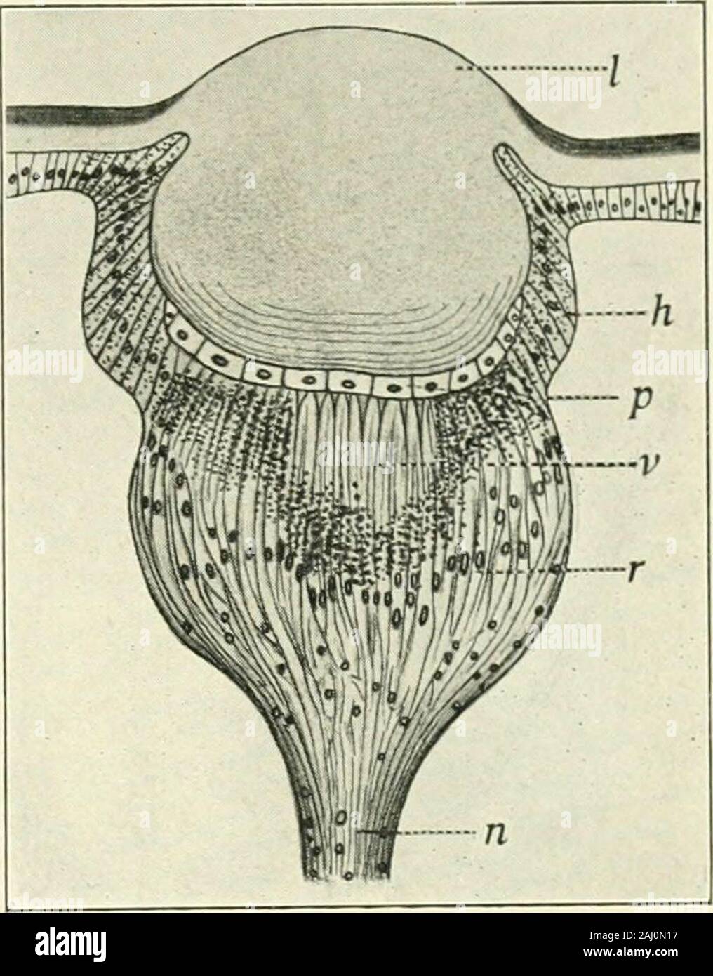 Vitreous Cells
