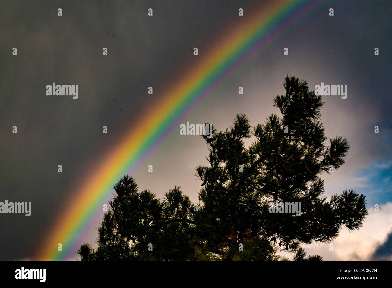 Rainbow over a Tree Stock Photo - Alamy