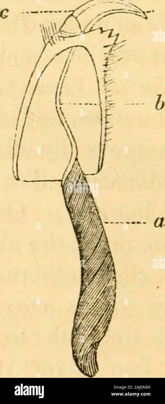 Lectures on the comparative anatomy and physiology of the invertebrate ...