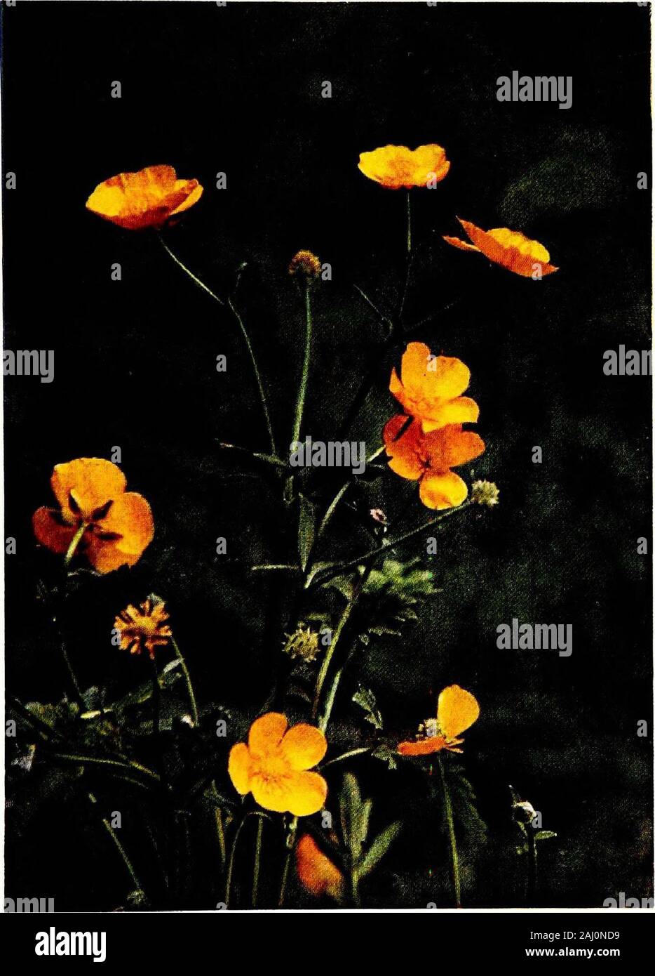 Parts of a typical flower hi-res stock photography and images - Alamy