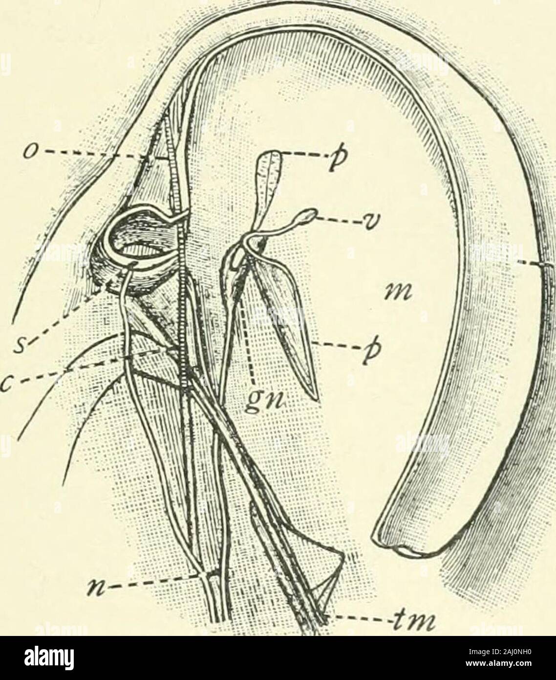 Auditory organs hi-res stock photography and images - Alamy