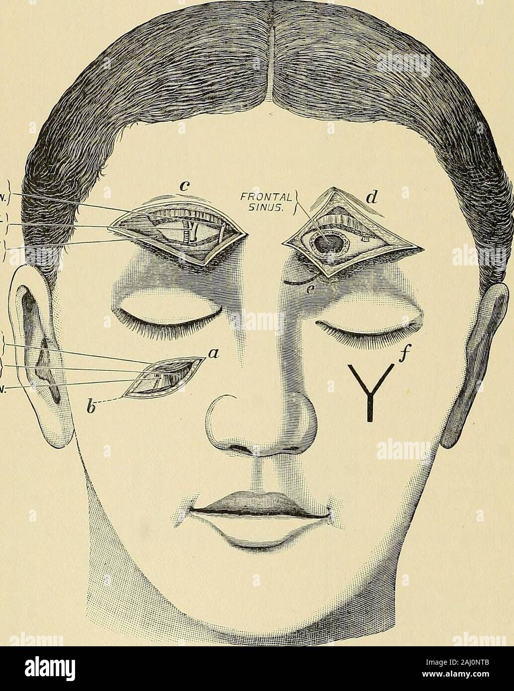 Supra orbital nerve hi-res stock photography and images - Alamy