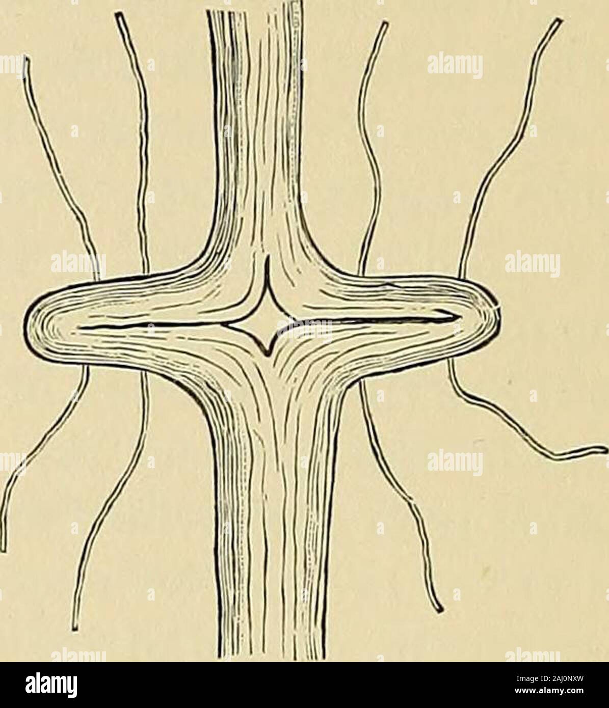 Operative surgery . ah c Fig. 303.—Gleisss method of secondary suture ...