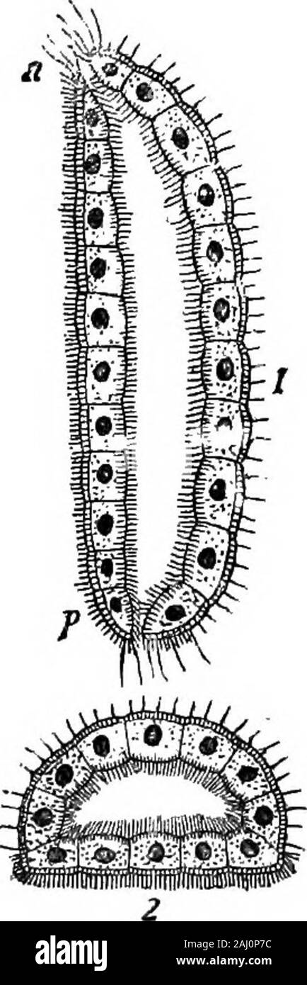 Single cell embryo Black and White Stock Photos & Images - Alamy