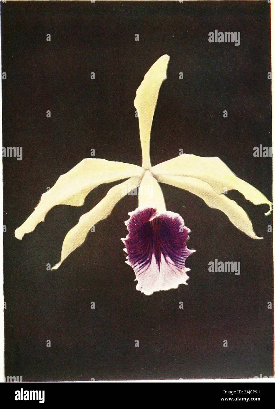 Genus mormodes hi-res stock photography and images - Alamy